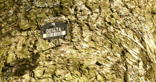 Was bedeutet, Baumkontrollen sind Pflicht? - Baumpflegeportal