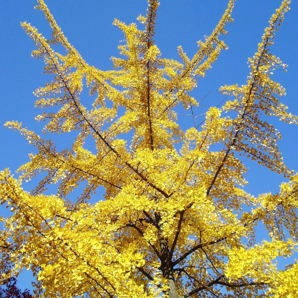 Ginkgo Baum Pflege