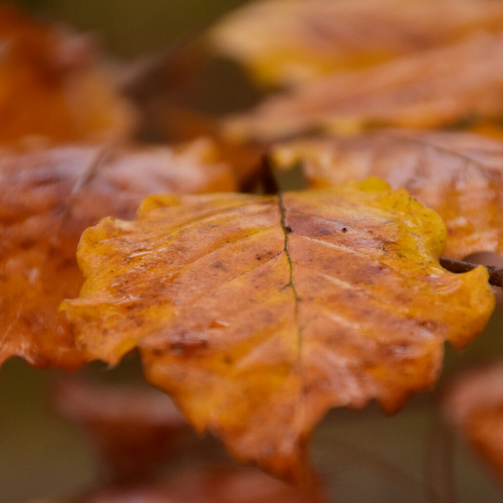 Baum des Jahres 2022: Rotbuche (Fagus sylvatica) – Baumpflegeportal