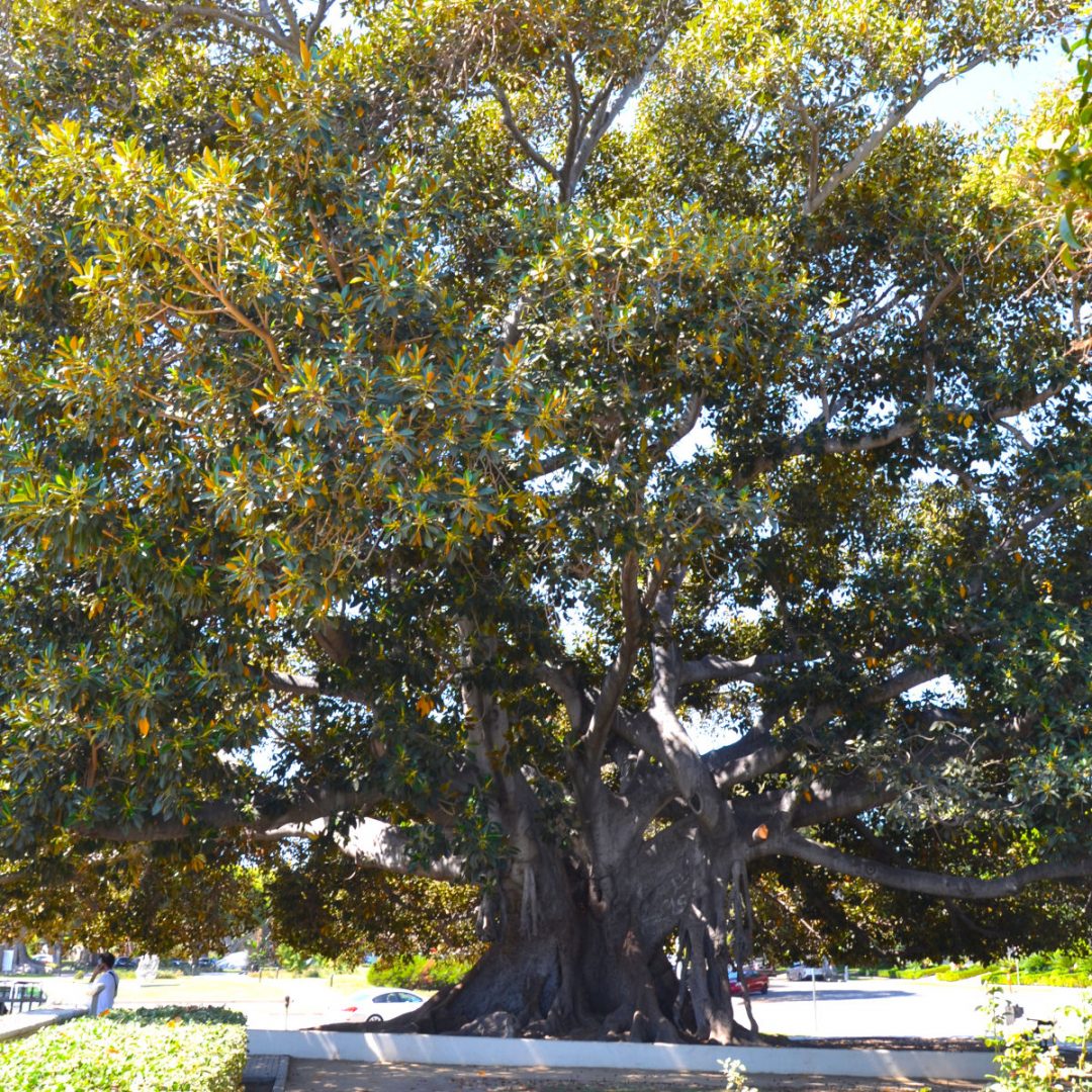 Moreton Bay Fig: Riesiger Baum am Beverly Hills Sign – Baumpflegeportal