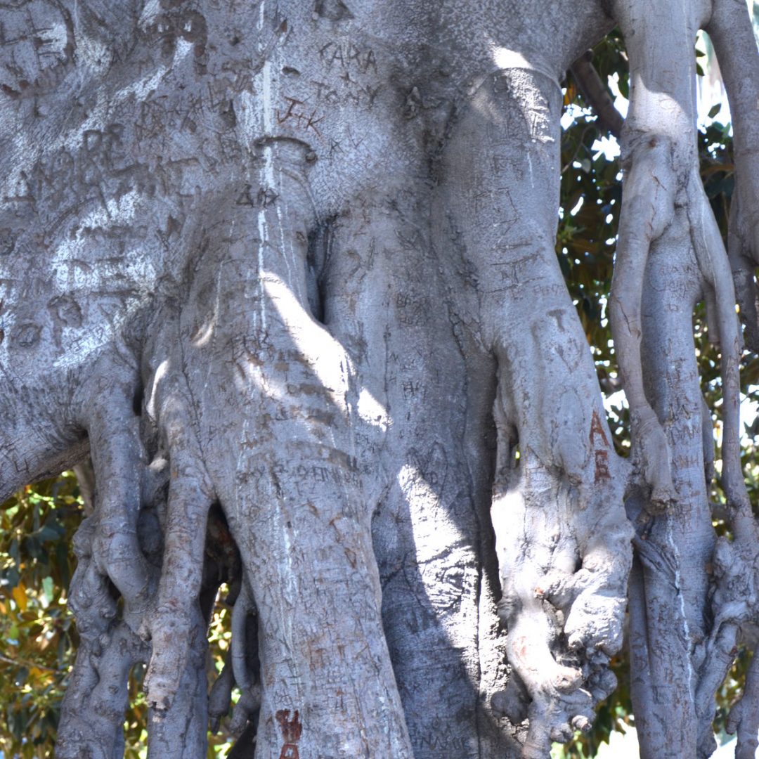 Moreton Bay Fig: Riesiger Baum am Beverly Hills Sign – Baumpflegeportal