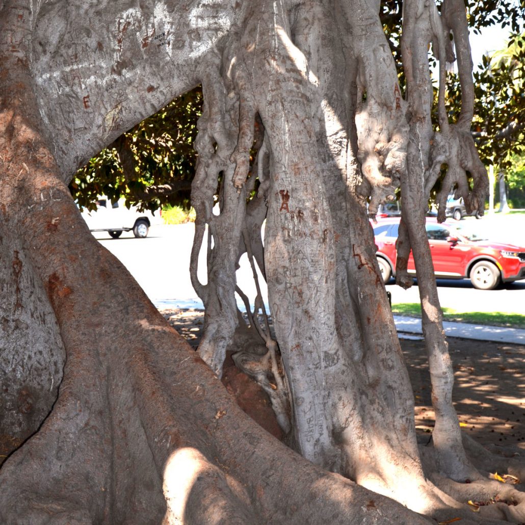Moreton Bay Fig: Riesiger Baum am Beverly Hills Sign – Baumpflegeportal
