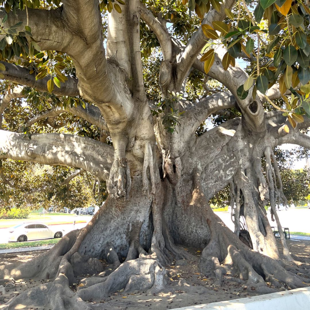 Moreton Bay Fig: Riesiger Baum am Beverly Hills Sign – Baumpflegeportal