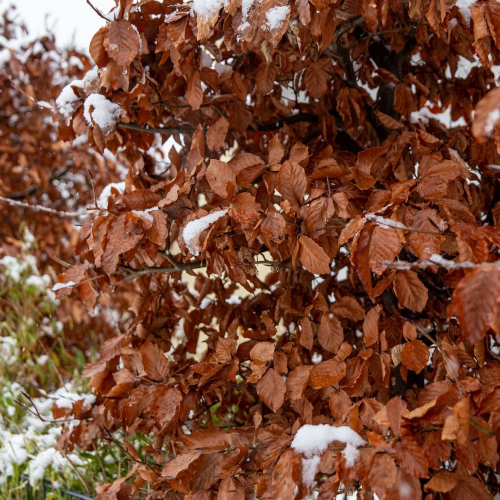 Rotbuche im Garten richtig schneiden– Baumpflegeportal