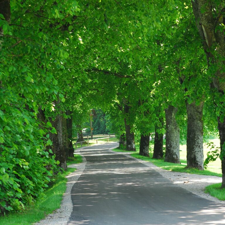 Alleen: Geschichte, Nutzen und Pflege - Baumpflegeportal