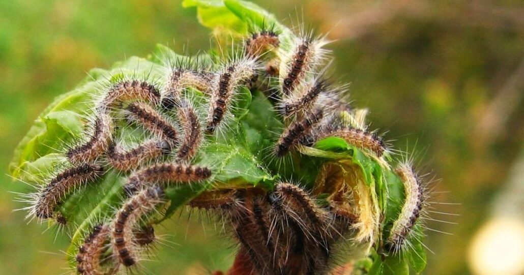 Die giftigen Raupen des Eichenprozessionsspinners - Baumpflegeportal