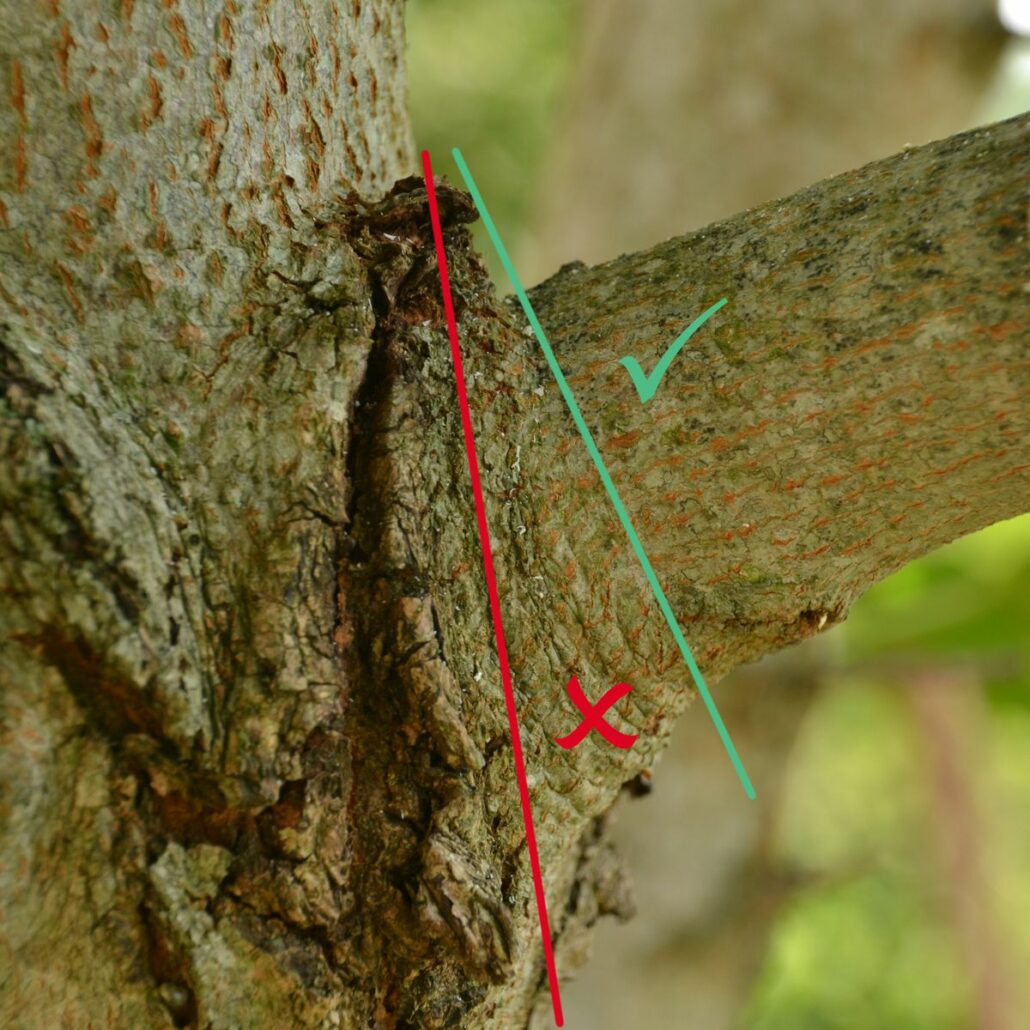 Gehölzschnitt: Was bedeutet auf Astring schneiden? - Baumpflegeportal