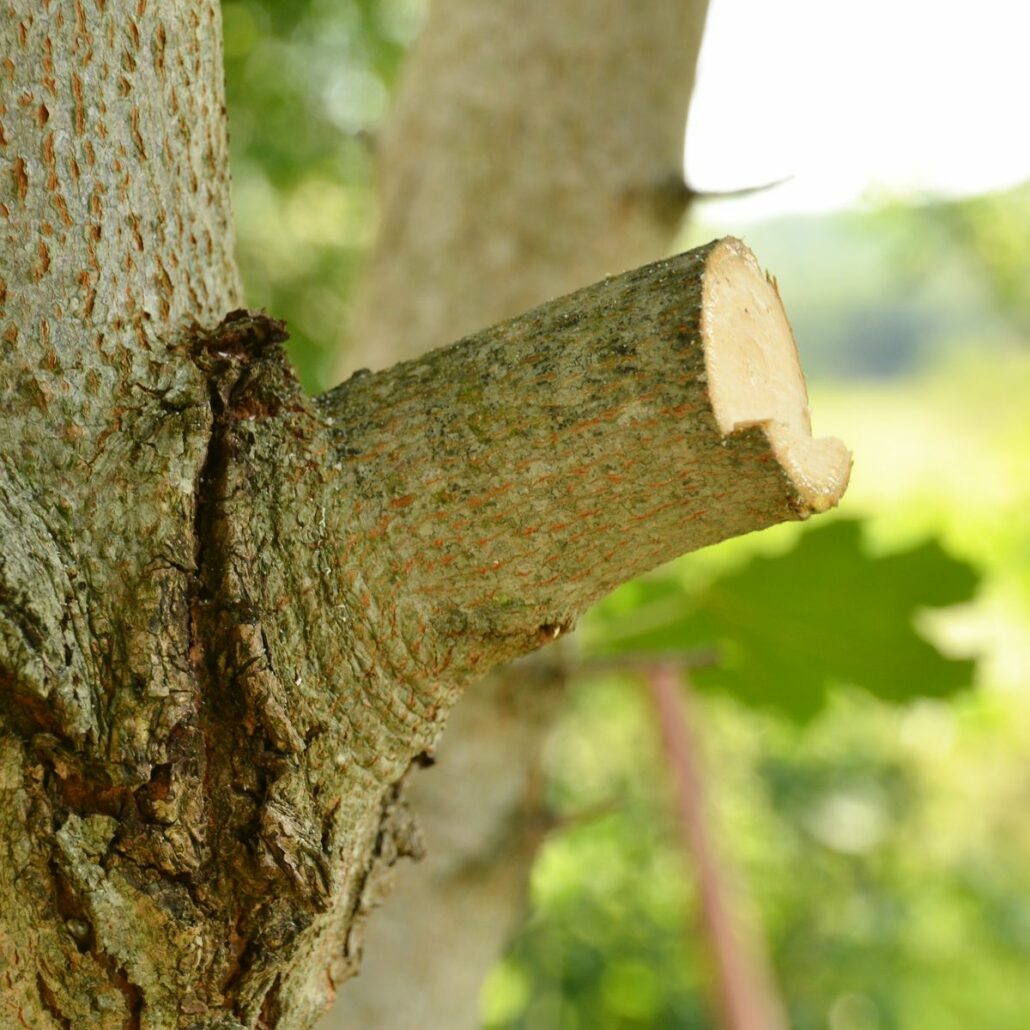 Gehölzschnitt: Was bedeutet auf Astring schneiden? - Baumpflegeportal