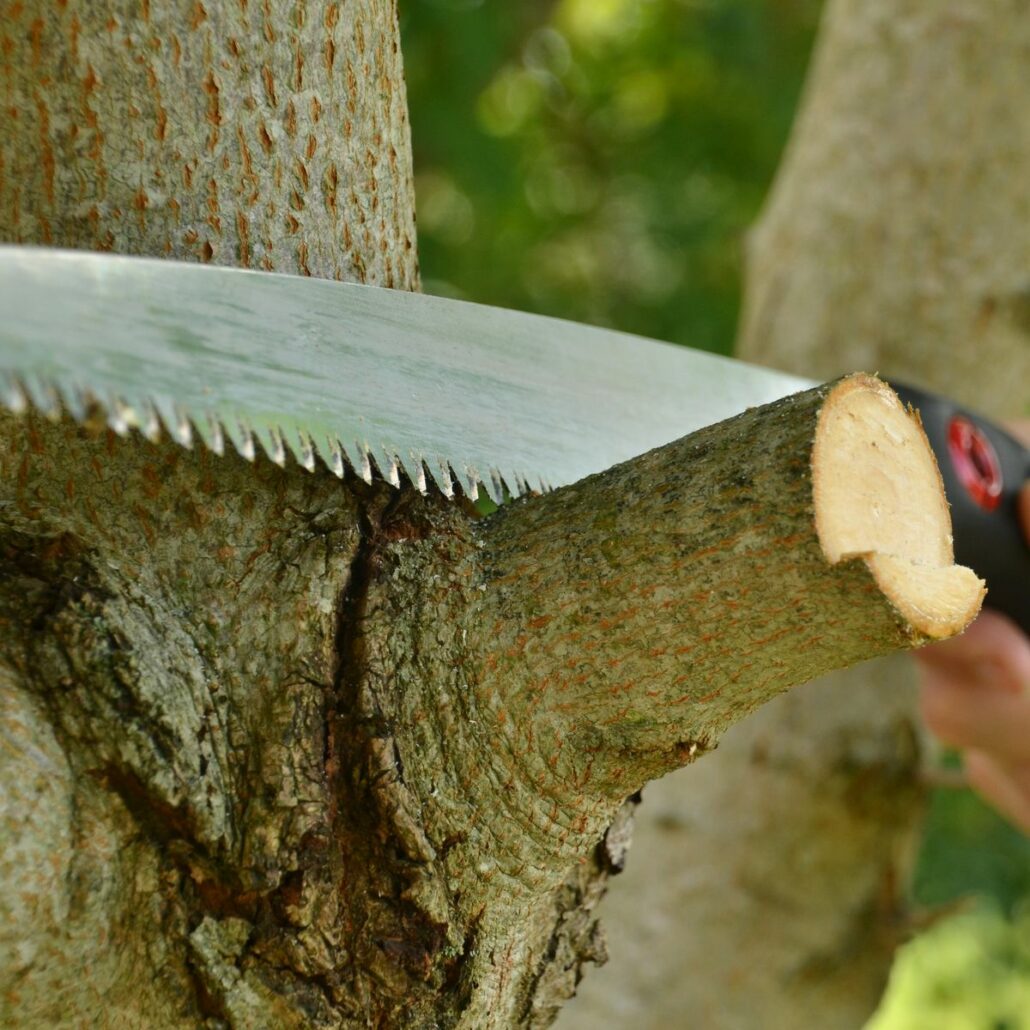 Gehölzschnitt: Was bedeutet auf Astring schneiden? - Baumpflegeportal