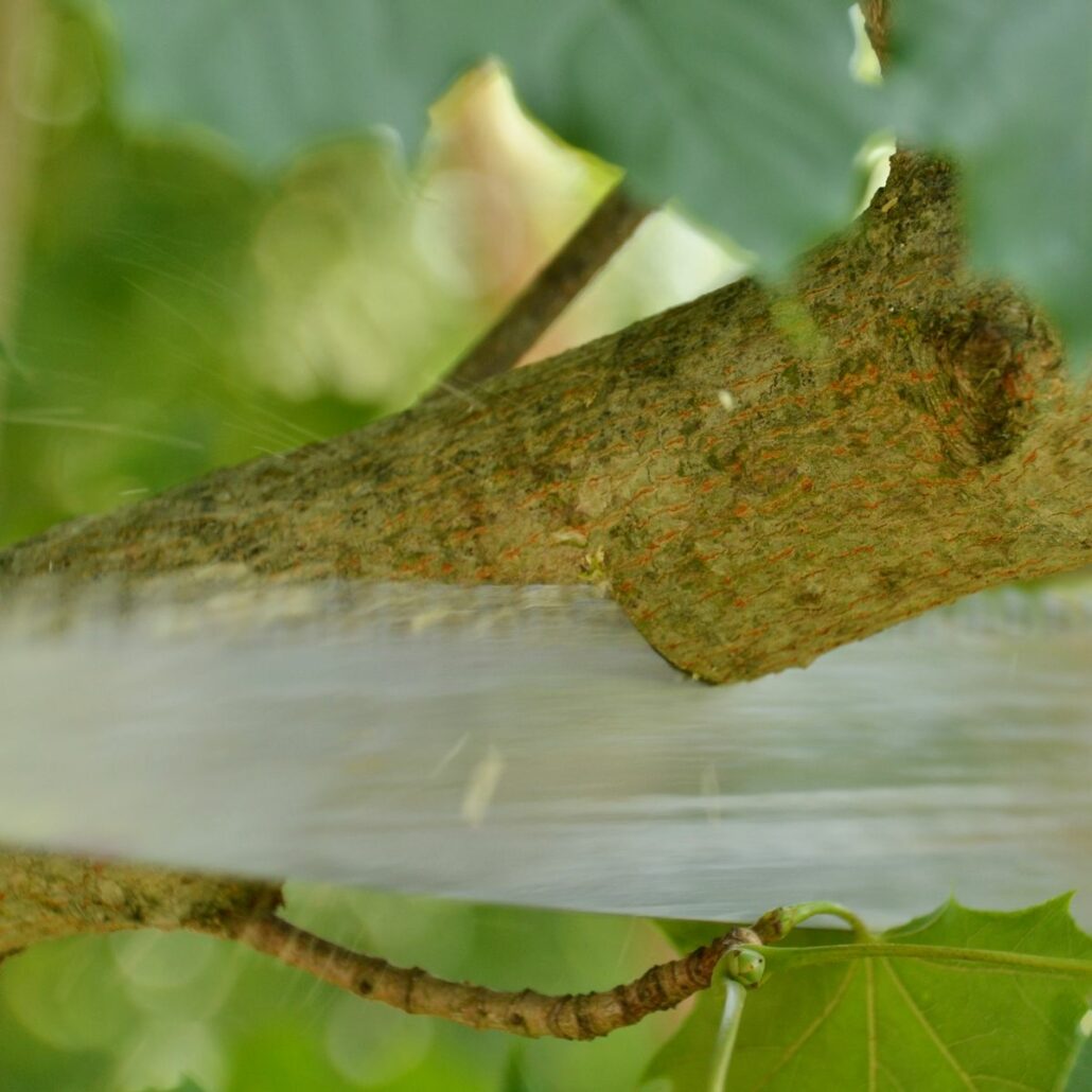 Gehölzschnitt: Was bedeutet auf Astring schneiden? - Baumpflegeportal