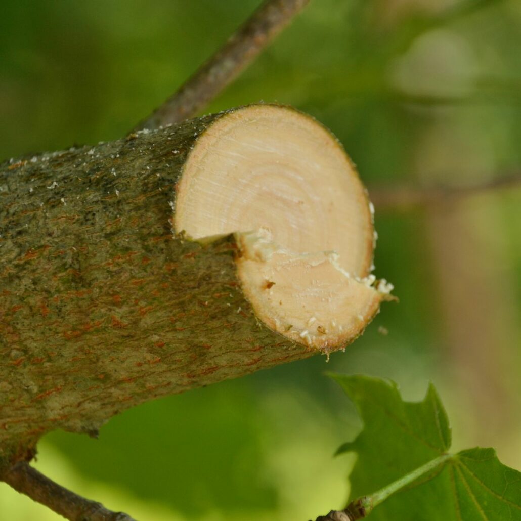 Gehölzschnitt: Was bedeutet auf Astring schneiden? - Baumpflegeportal