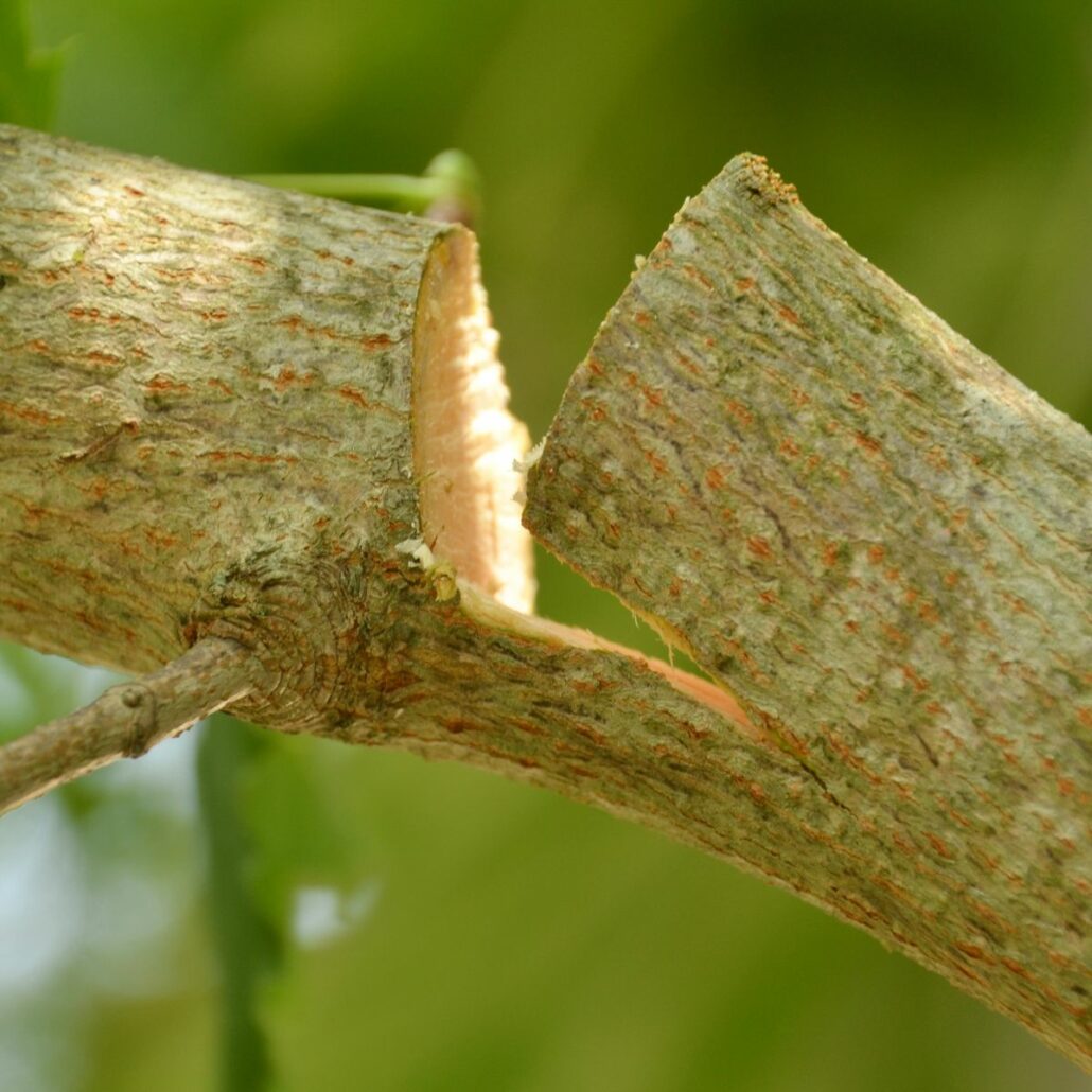 Gehölzschnitt: Was bedeutet auf Astring schneiden? - Baumpflegeportal