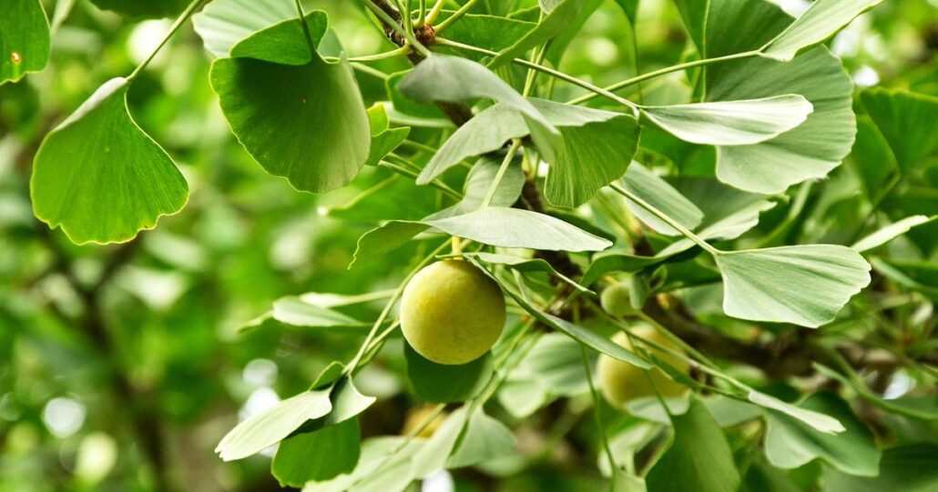 Strenger Duft im Herbst: Der stinkende Ginkgo - Baumpflegeportal