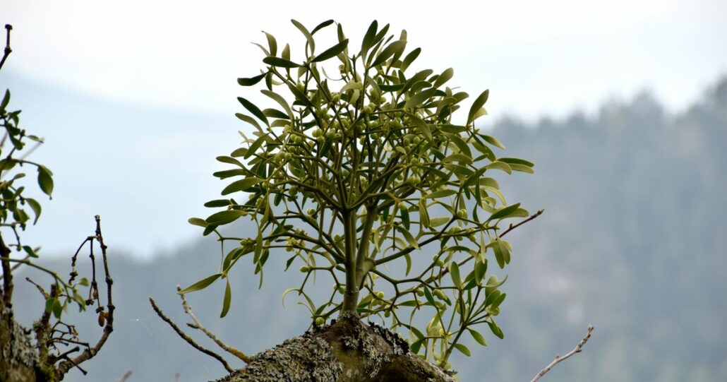 Die Mistel: Schmarotzer oder Wundermittel? - Baumpflegeportal