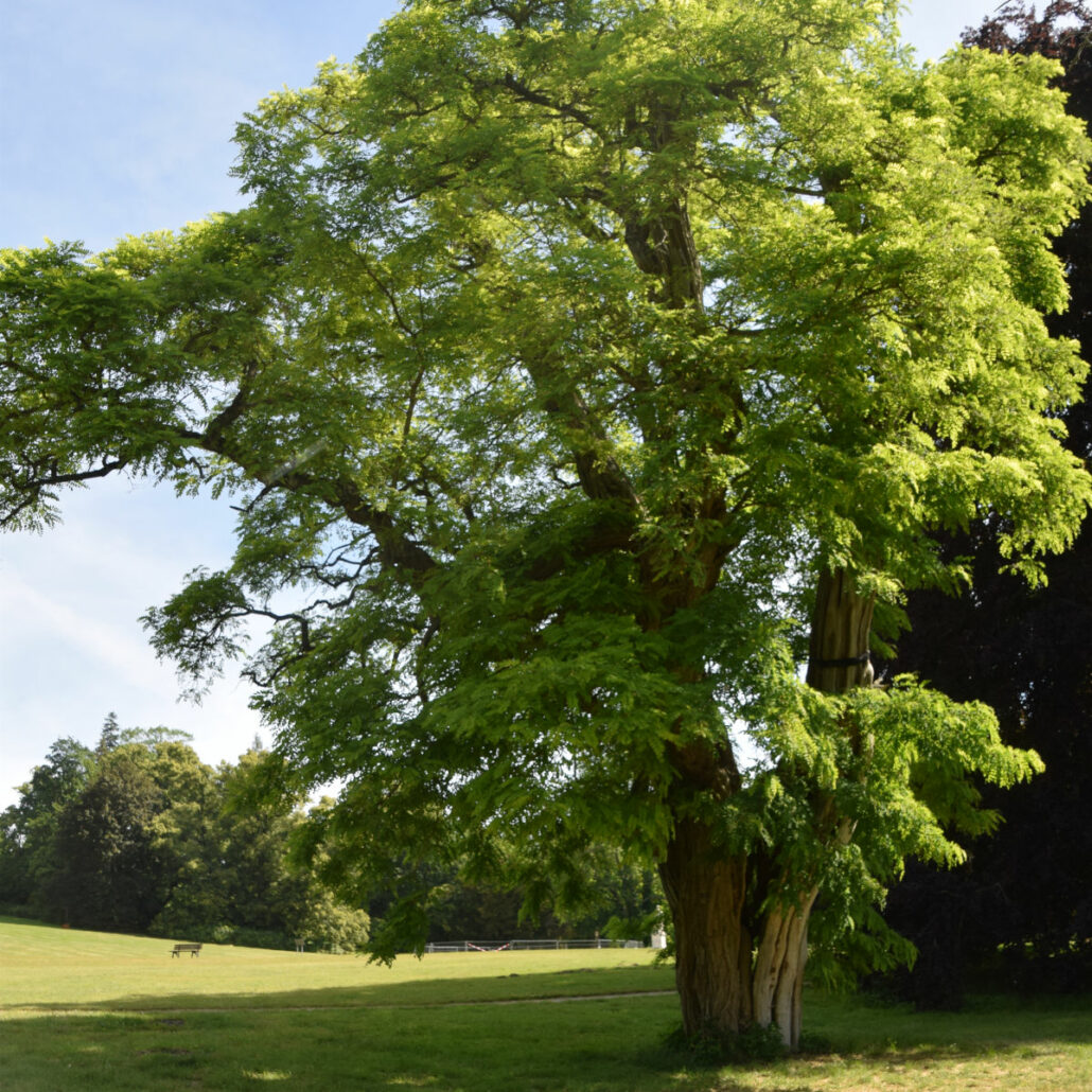 Baum des Jahres 2020: Die Robinie als Gartenbaum – Baumpflegeportal