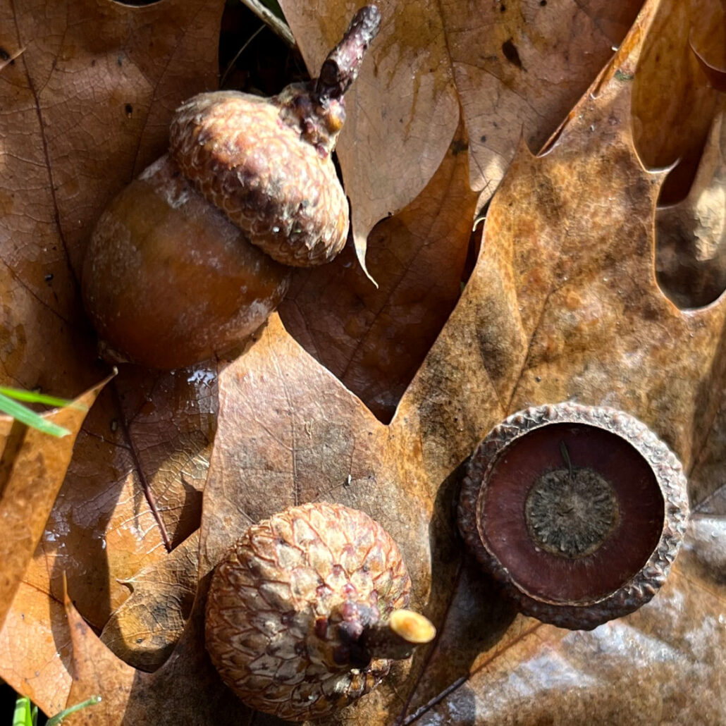 Baum des Jahres 2025: Roteiche - Baumpflegeportal