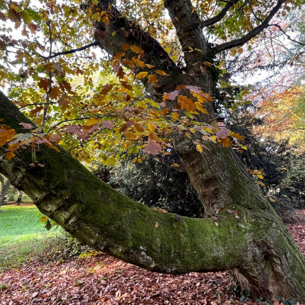 Baum des Jahres 2025: Roteiche - Baumpflegeportal